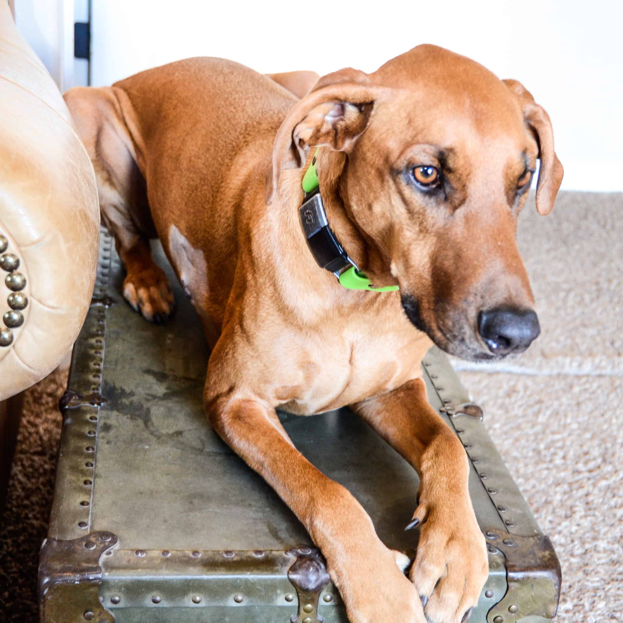 Fi Compatible Biothane Dog Collar | Pimped Out Pup