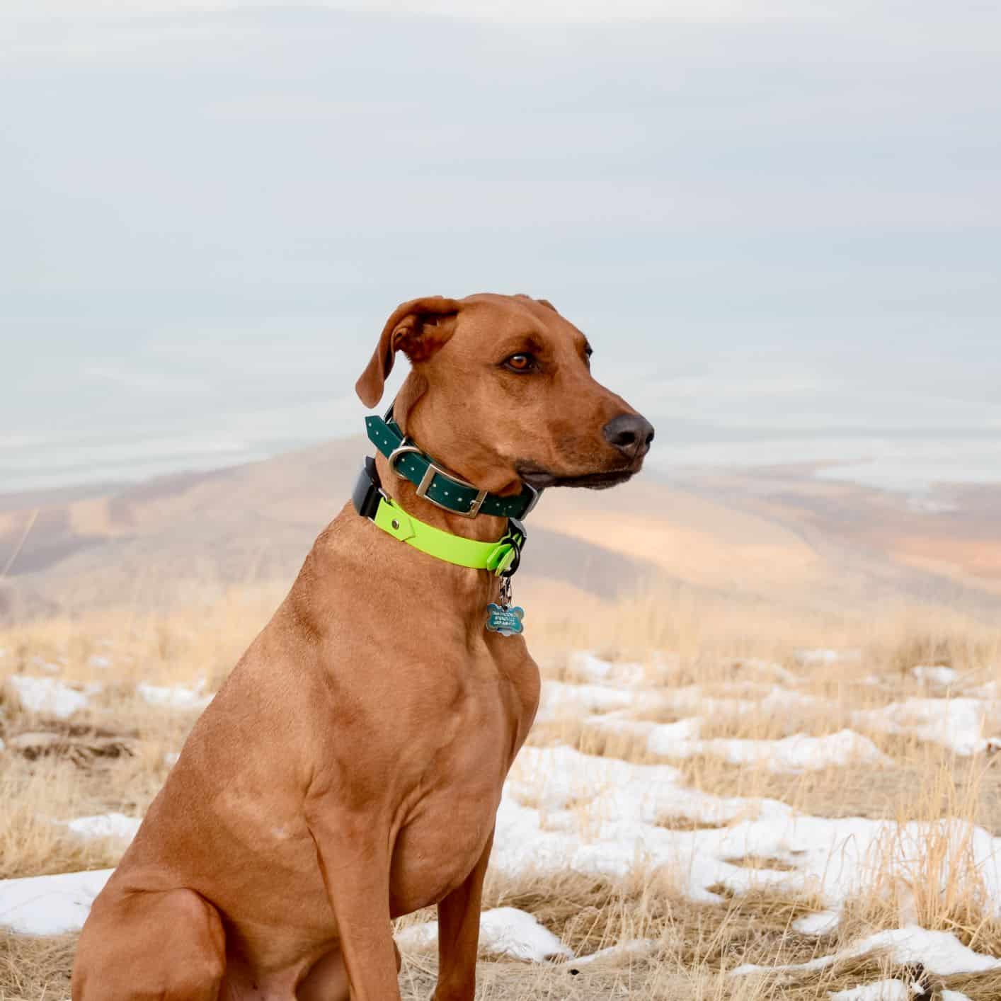 Fi Compatible Biothane Dog Collar | Pimped Out Pup